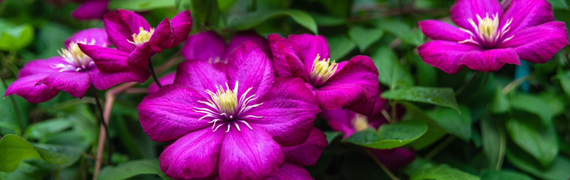 Clemátide | Conoce las Flores de Bach | Terapia Floral