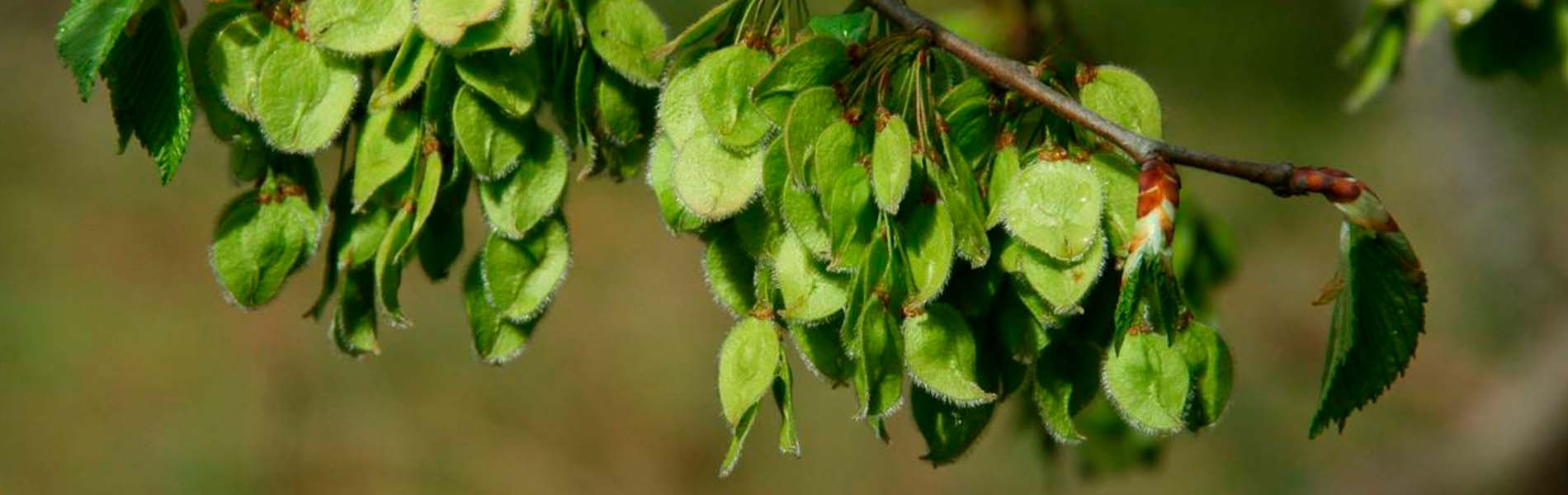Olmo Blanco | Conoce las Flores de Bach | Terapia Floral